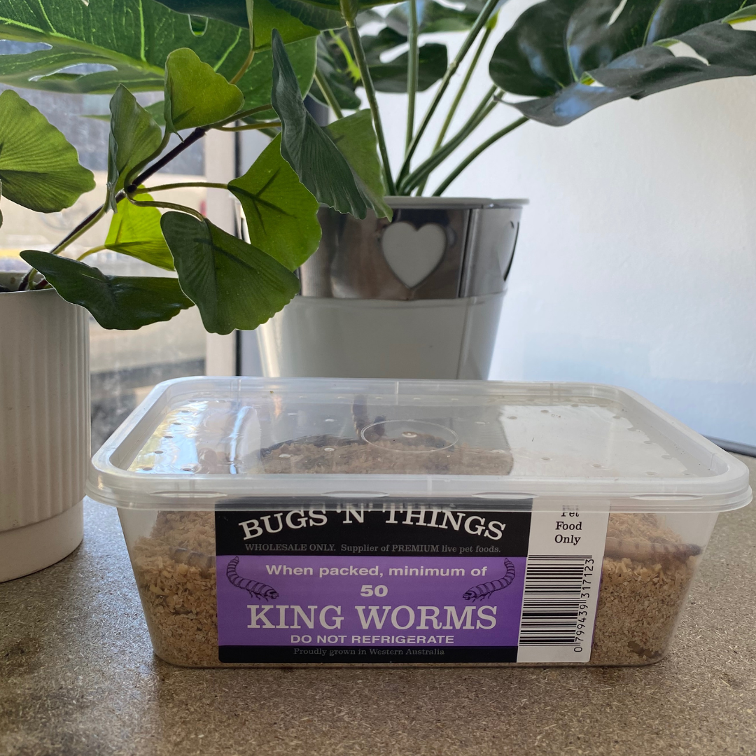 Live King Meal Worms - 50 Tub – Fur Legged Pantry
