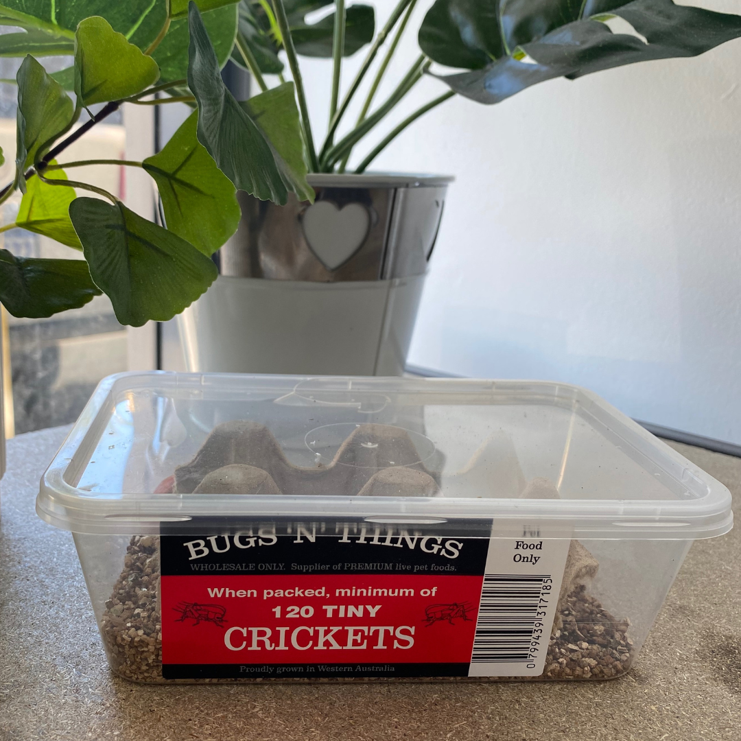 Live Tiny Crickets - 120 – Fur Legged Pantry