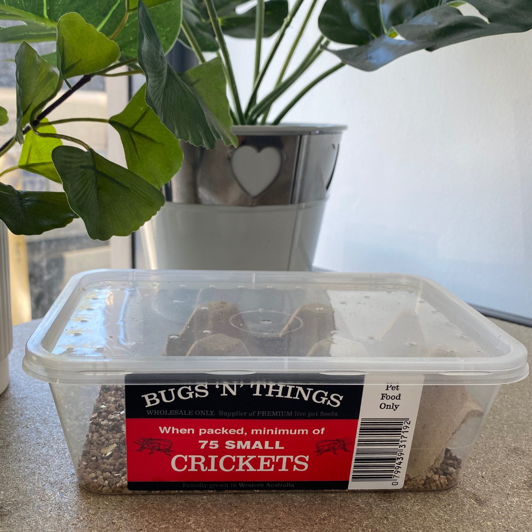 Live Small Crickets - 75 Tub – Fur Legged Pantry